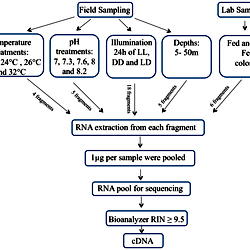 Flow chart of the experimental procedure.