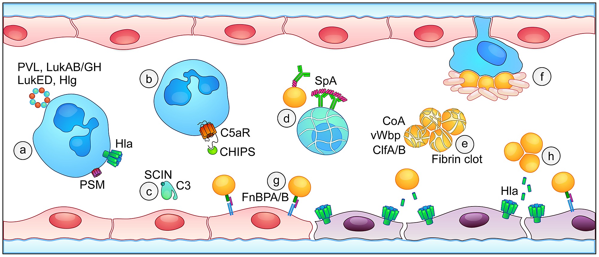 Pathogenesis For Staphylococcus Aureus