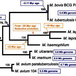 Phylogenetic tree of several Mycobacterium species based on the amino ...