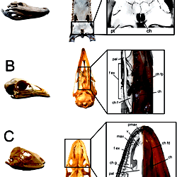 Lateral and ventral views of extant diapsid skulls illustrating the ...