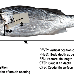 The morphological measurements on the fish ecophases.
