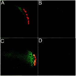 pMad is enriched in early pole cell nuclei.