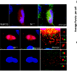 Npro co-distributes with peroxisomes marker PMP70.