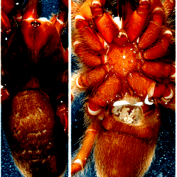 Heterophrictus raveni sp. nov. female paratype (ZSI/WRC/AR/419).