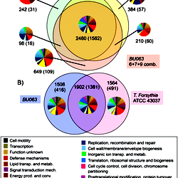 Venn diagrams showing numbers of shared protein-coding genes between ...