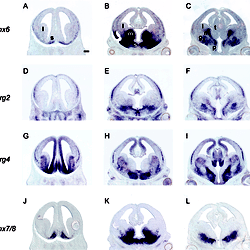 Spatial distribution of the full-length members of the Grg family ...