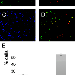 Spatial distribution of the full-length members of the Grg family ...