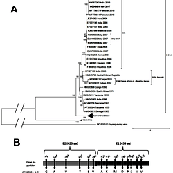 Phylogenetic tree of the complete genome sequence (A) and polymorphisms ...