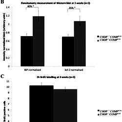 Western blot and BrdU analysis of mouse cartilage at 3 weeks of age.