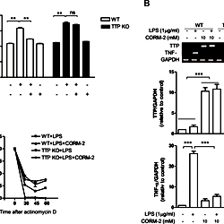 TTP deficiency blocks the anti-inflammatory function of CORM-2 in ...