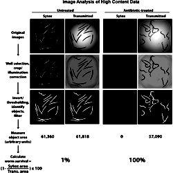 Worm survival quantification using CellProfiler.