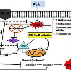 Schematic representation of aspirin overdose induced toxicity to ...