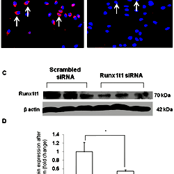 Transfection efficiency of Runx1t1 siRNA in BV2 microglial cells.