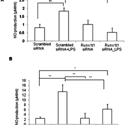 NO productionin BV2 microglia transfected with Runx1t1 siRNA or treated ...