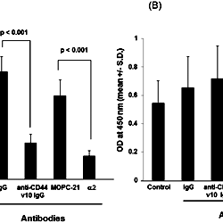 Inhibition of migration of HCC38 cells with anti-CD44 exon v10 antibody.