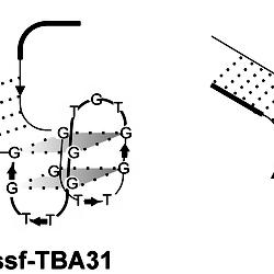 Schematic representation of TBA analogs with a duplex module and flanks.