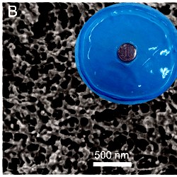 SEM and TEM images of hydrogel with the AMPSNa concentration of 0.5%.