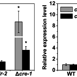 Relative expression levels of cdt-2 and cdt-1 in different mutants ...