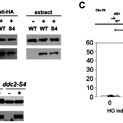 Effect of ddc2-S4 on Mec1-Ddc2 interaction and Mec1 localization.