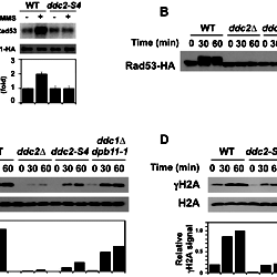 Effect of ddc2-S4 on Mec1 activation after DNA damage.