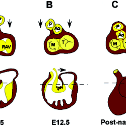 Normal rotation and integration of the outflow tract (cardiac outlet ...