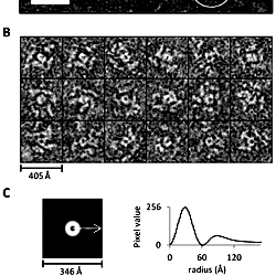 Appearance of the MARS complex as revealed by electron microscopy.