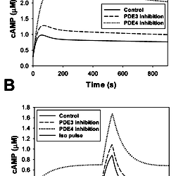 The effects of PDE3 and PDE4 inhibition on cAMP dynamics upon ...