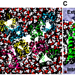 Structural model of the cA3 homotetramer in a lipid environment. A. Top ...