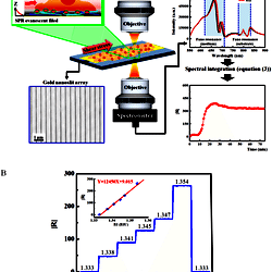 A schematic diagram of shear flow induced cell adhesion change in real ...