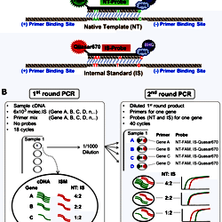 Schematic illustration of the probe design (A) and pre-amplification ...