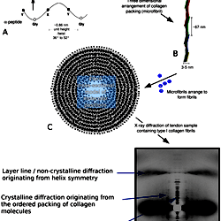 Greatly simplified organizational hierarchy of fibrillar collagen ...