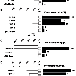 HEXA and HEXB gene promoter active segments.