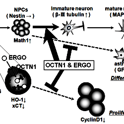 Involvements of OCTN1 and ERGO in proliferation and differentiation of ...