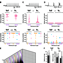 Light sensitivity of ChR2-expressing interneurons.