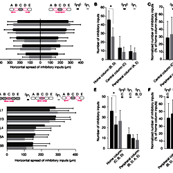 Horizontal distribution of inhibitory inputs among barrel-related columns.