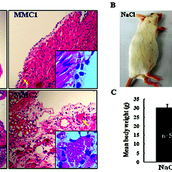 Comparison of bladder irritation (A) and the body weights (B and C) of ...