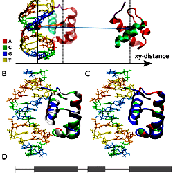 TRF-DNA complex structure and comparison of the TRF1/TRF2 DBD domains.