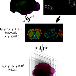 The histological sectioning model.