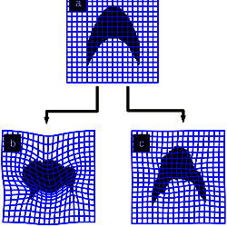 Comparison of resulting diffeomorphic transformation of atlas phantoms.