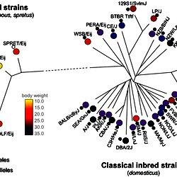 A phylogenetic tree demonstrating the relationships between 38 inbred ...