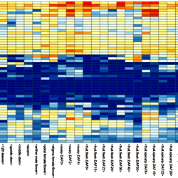 Expression profiles of 56 CmWRKY genes in various organs/tissues as ...