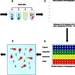 Microsphere affinity proteomics (MAP).