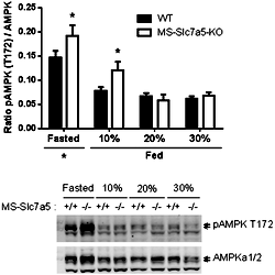 Effect of altered dietary protein intake on AMPK pathway activation in gastrocnemius muscle of ...