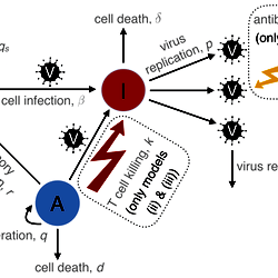 Schematic of the three main model structures: (i) target cell limited ...