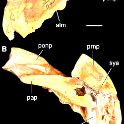 Archosaurus rossicus, a proterosuchid archosauriform from the latest ...