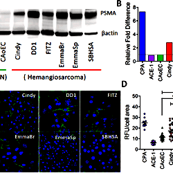 Comparative PSMA protein expressions across cell lines.