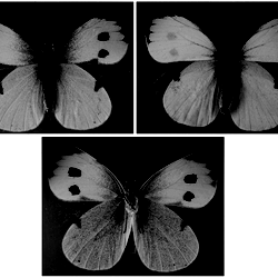 Dorsal wings of female (a) and male (b) Pieris brassicae.