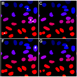 Comparison of the segmentation quality achieved by the investigated algorithms on 2D benchmark ...