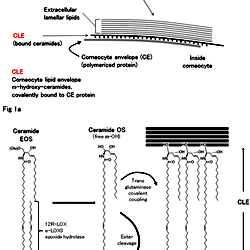Structures of stratum corneum and formation of the corneocyte lipid ...