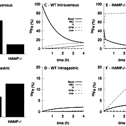 Simulation of iron tracer administration by intravenous and ...